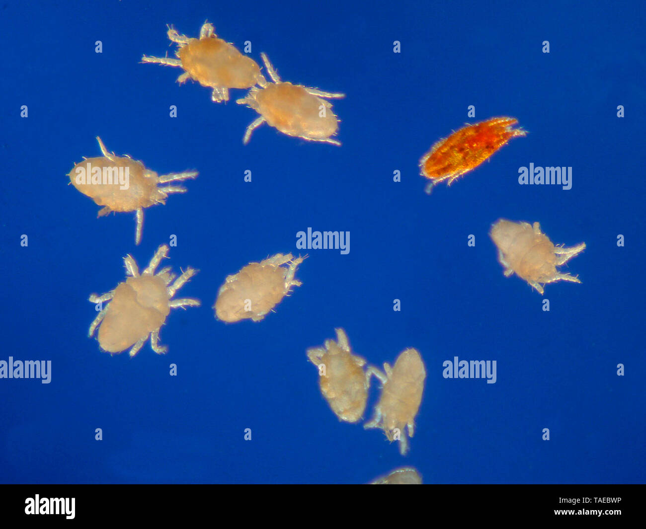 Yellow mites (Lorryia formosa) harvested from an olive tree twig of ...