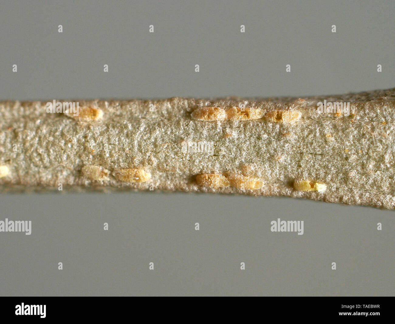 Larvae of black scale moth (Saissetia oleae) attached to an olive twig ...