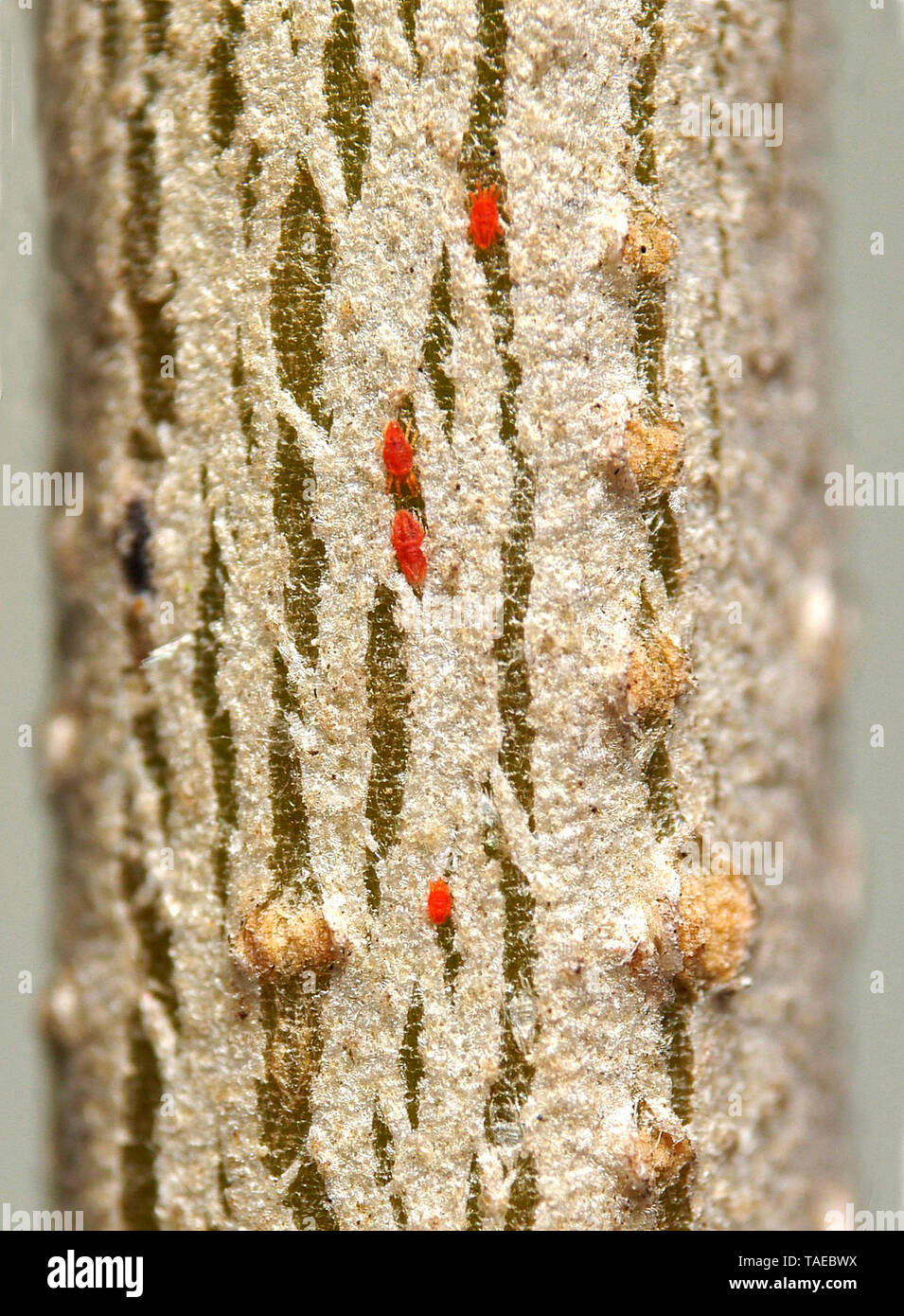 Four Olive Mites (Brevipalpus oleae) in the furrows of the cuticle of a ...