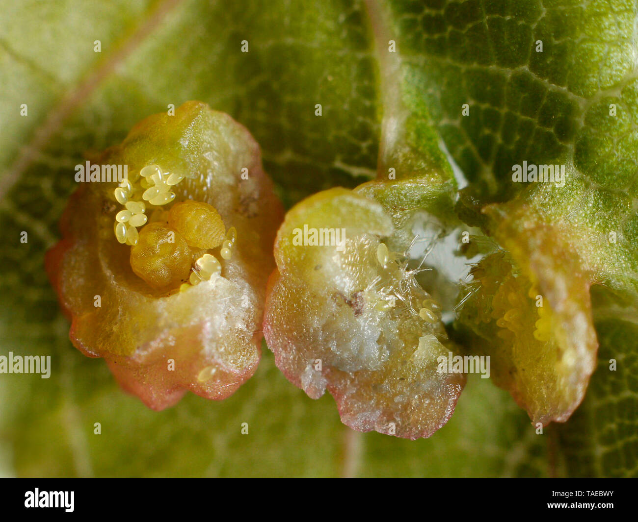 Blisters of erinosis of the vine, the galls were opened to see the eggs ...