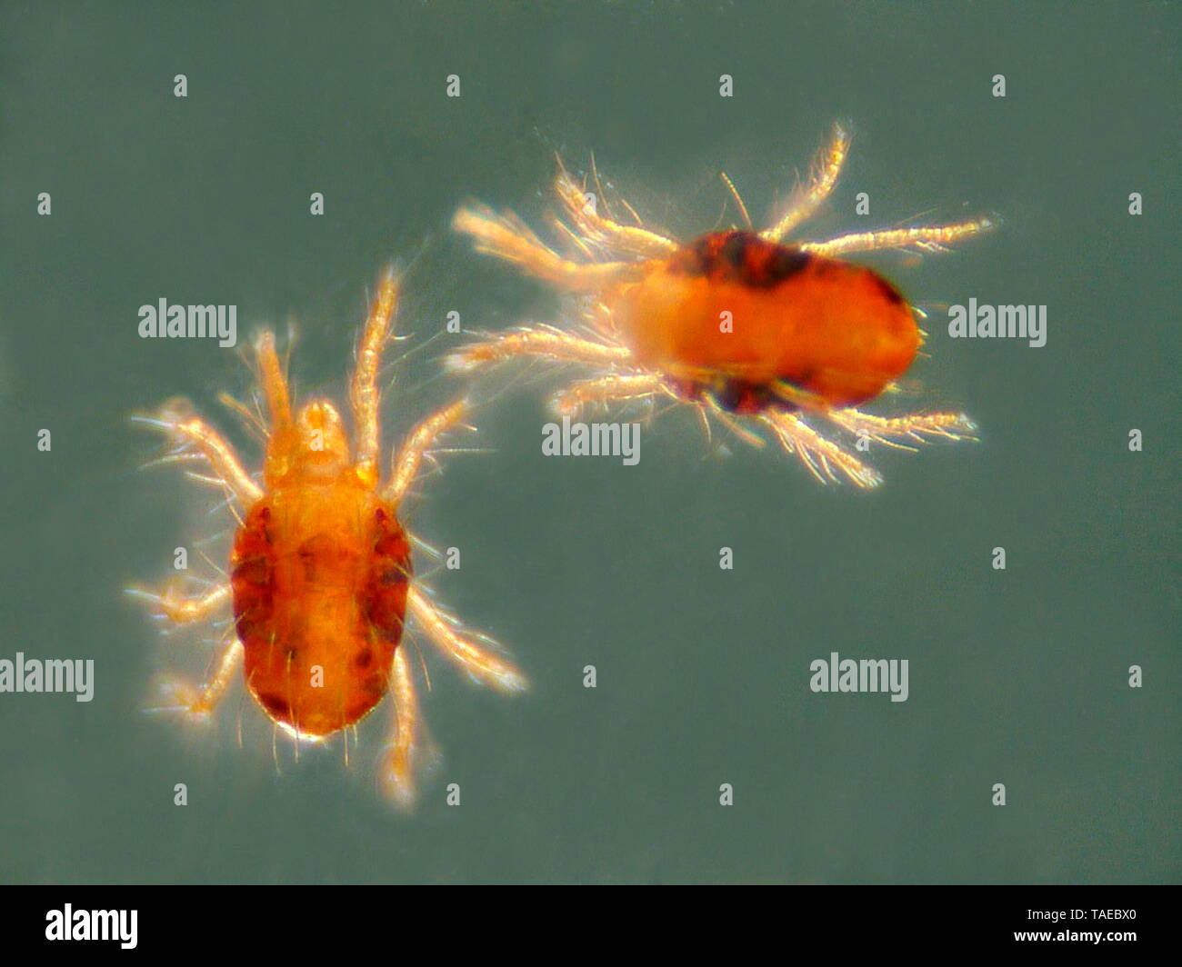 Red spider mite, Glasshouse red spider mite / RHS Gardening