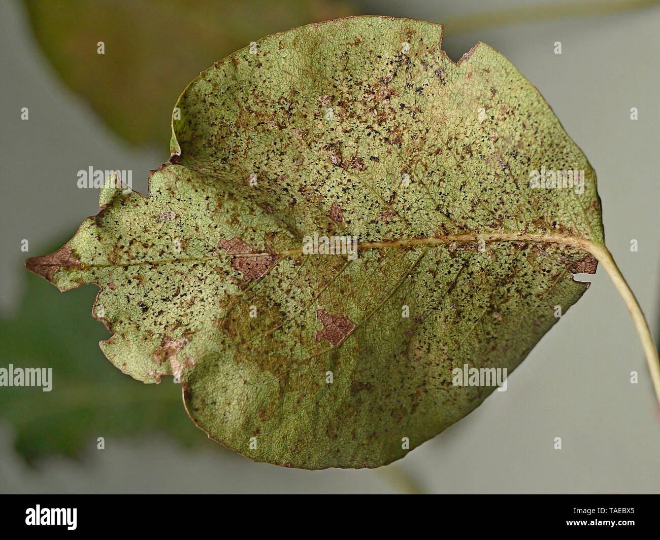 Reverse of a parasitic pear leaf many pests with sooty mold marks Stock ...