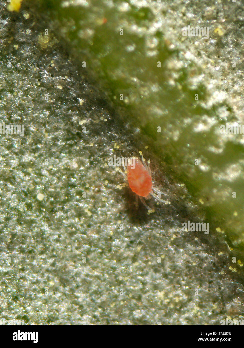 Close-up of the yellow mite (Brachytydeus formosa) moving under an ...