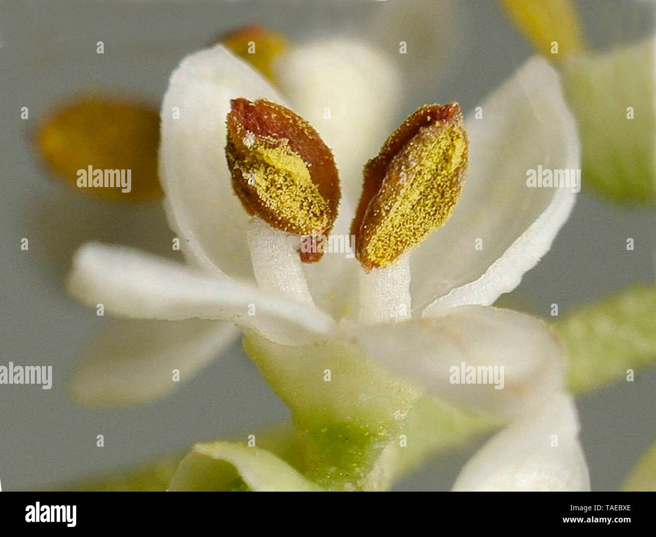 Olive flowers (Olea europaea) without stigma Stock Photo - Alamy