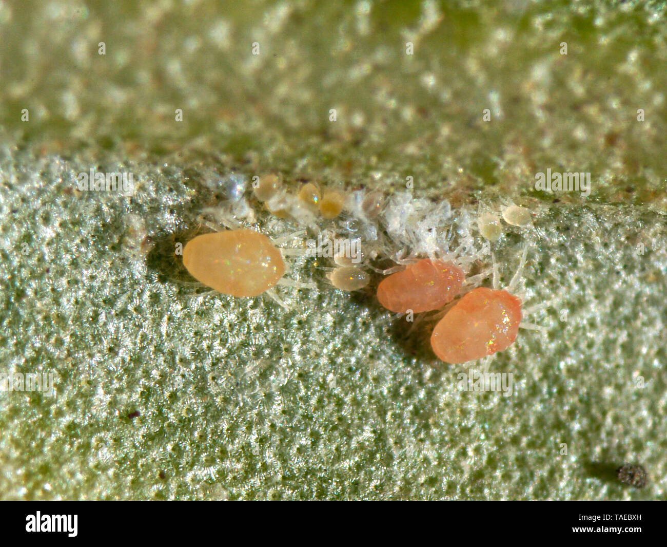 Nest of yellow mites (Brachytydeus formosa) under the fold of an olive ...