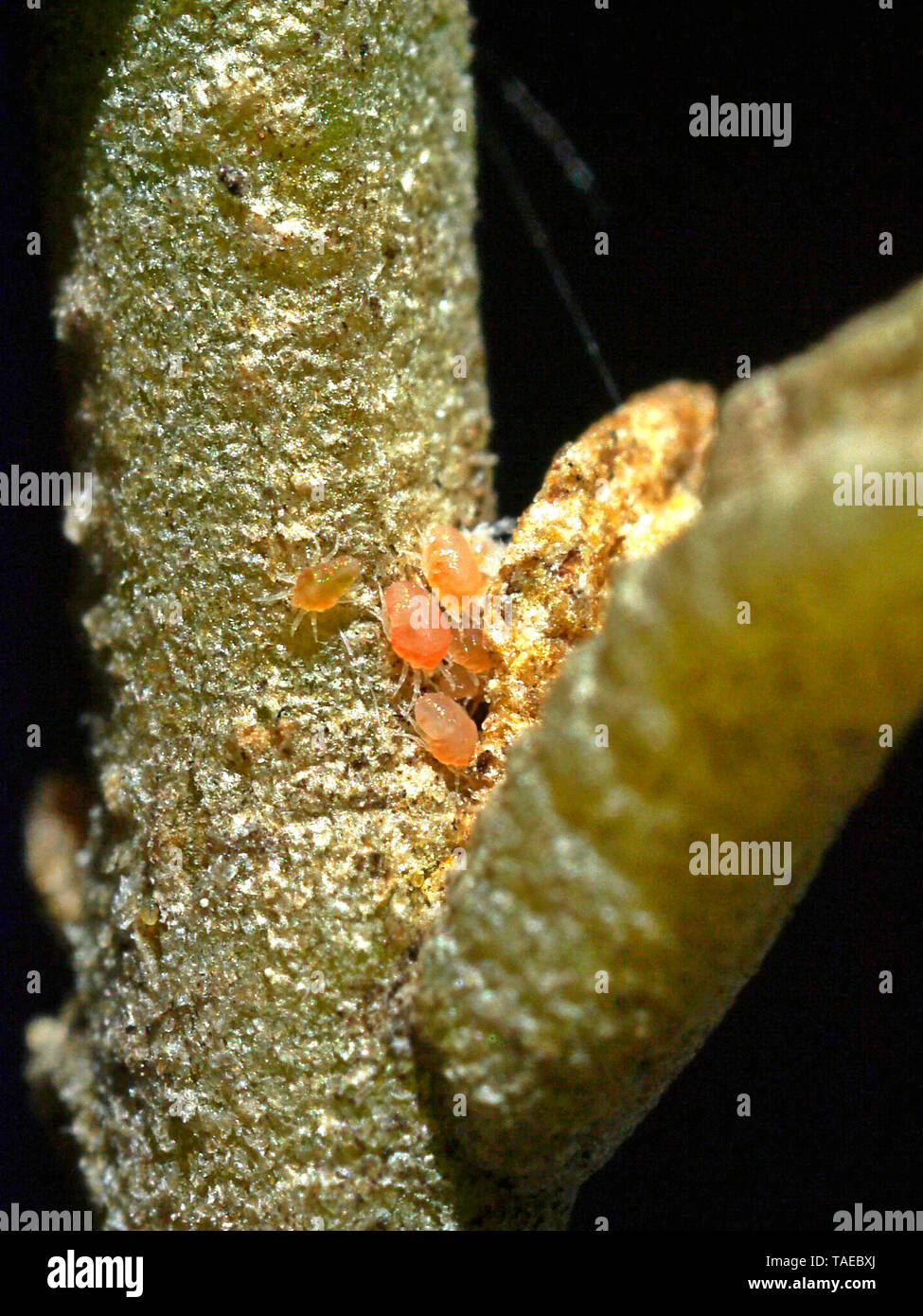 Nest of yellow mites (Brachytydeus formosa) at the junction of two ...