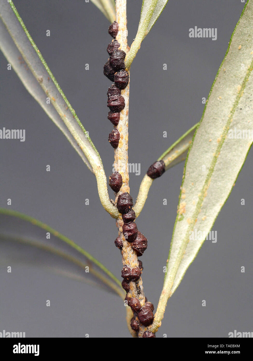 Black scale (Saissetia oleae) on an olive twig Stock Photo - Alamy