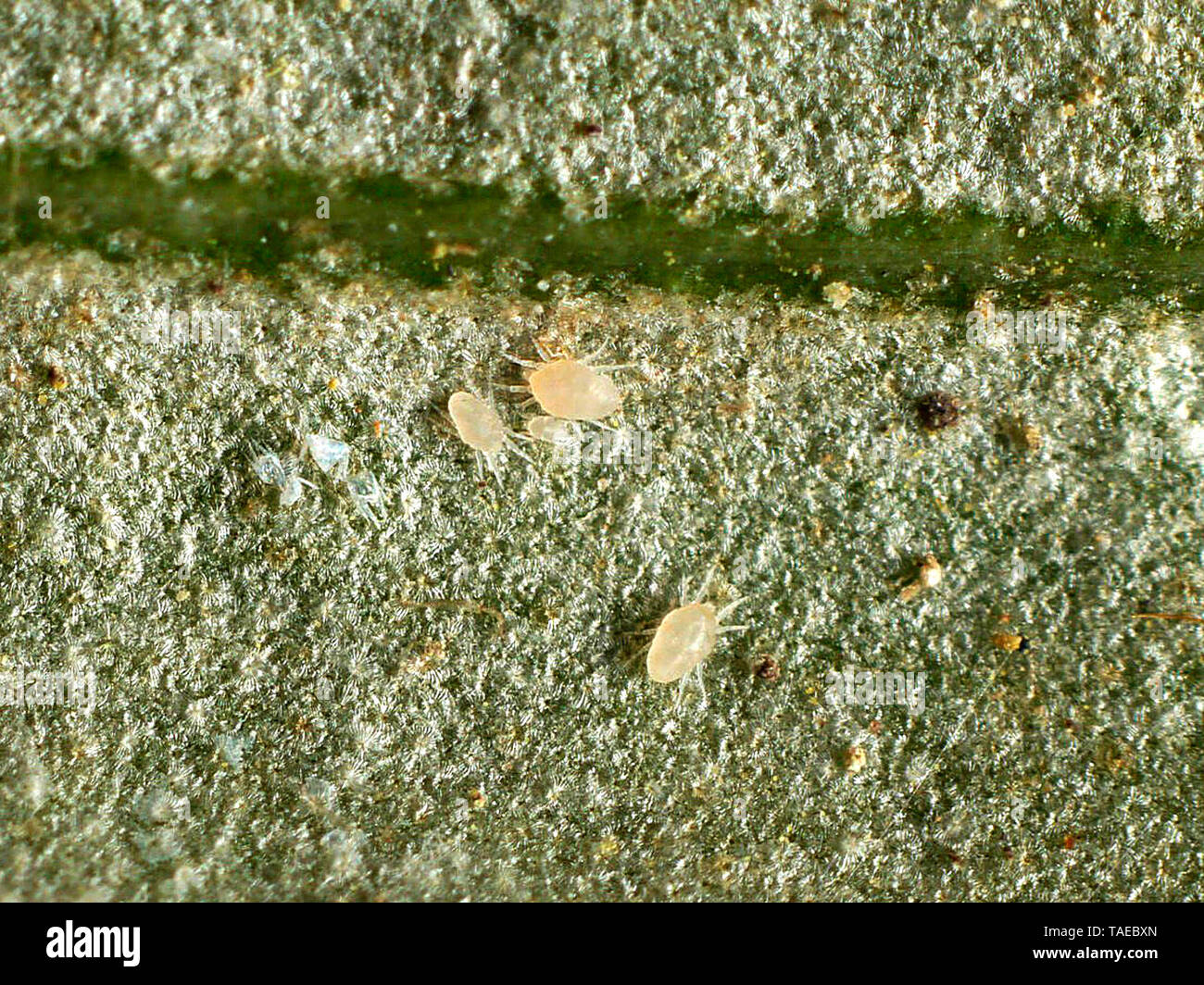 Yellow mites (Brachytydeus formosa) moving under an olive leaf, garden ...
