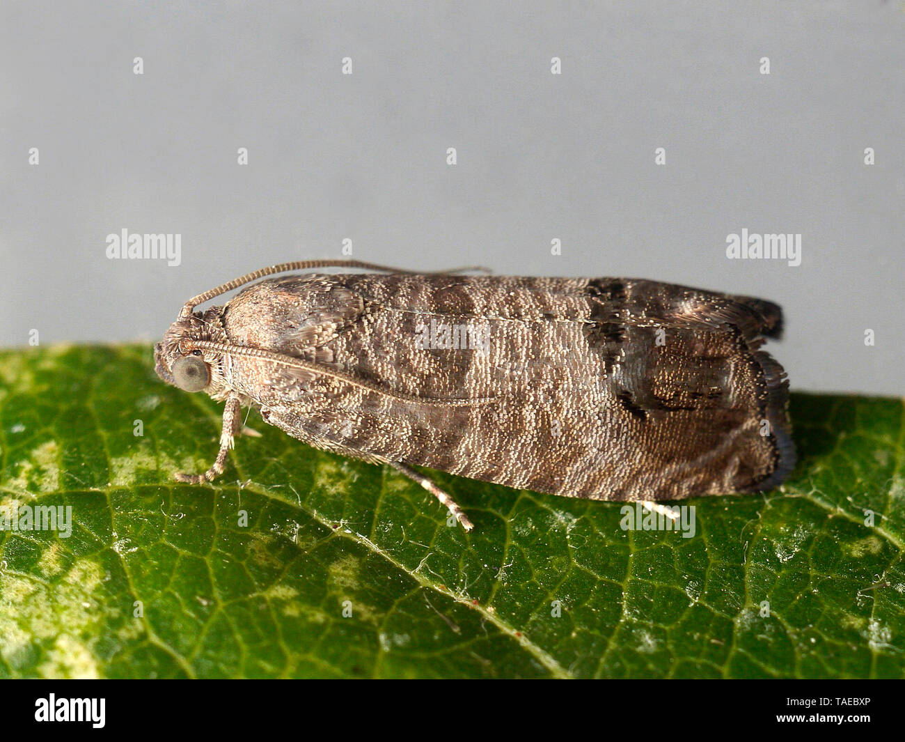 Cydia pomonella eggs insect leaf hi-res stock photography and images ...