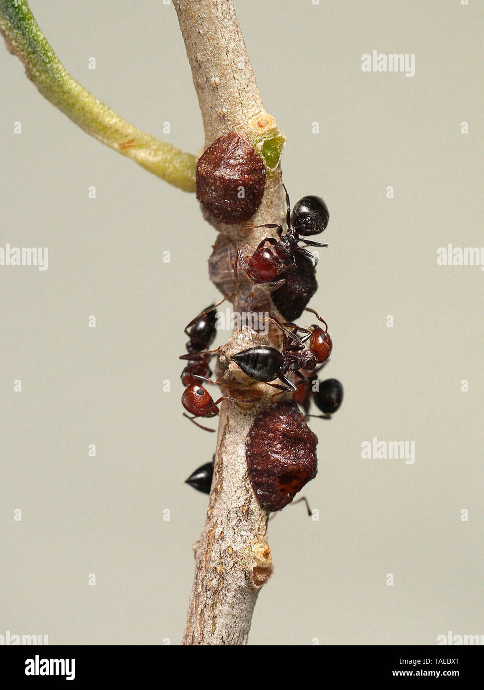 Black scale (Saissetia oleae) on an olive twig, watched by the ants ...