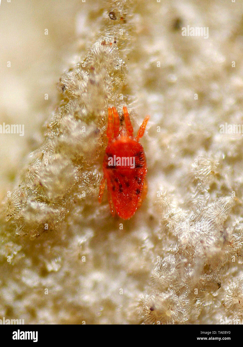 Portrait of an Olive Mite (Brevipalpus oleae) on an olive twig ...