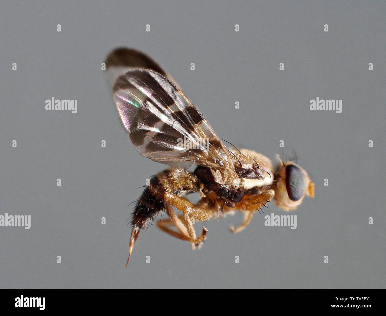 Ovipositor of fruit fly hi-res stock photography and images - Alamy
