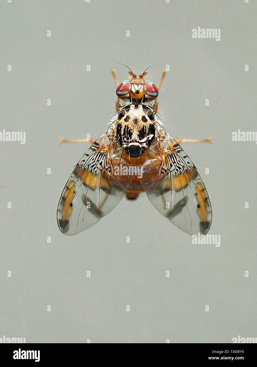 Mediterranean fruit Fly (Ceratis capitata) emerged from an orange Stock ...