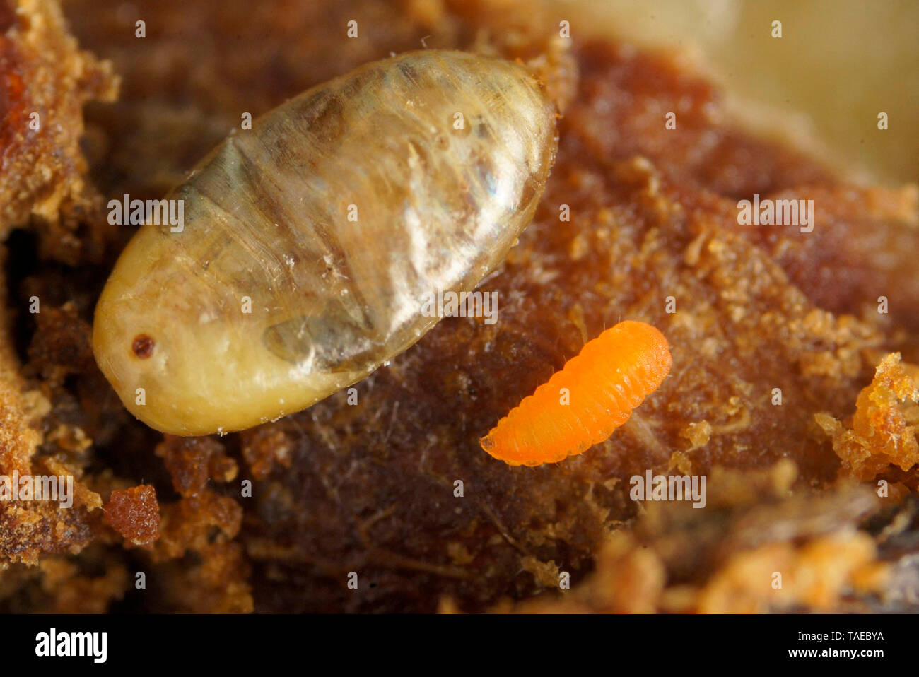Diptera pupa hi-res stock photography and images - Alamy
