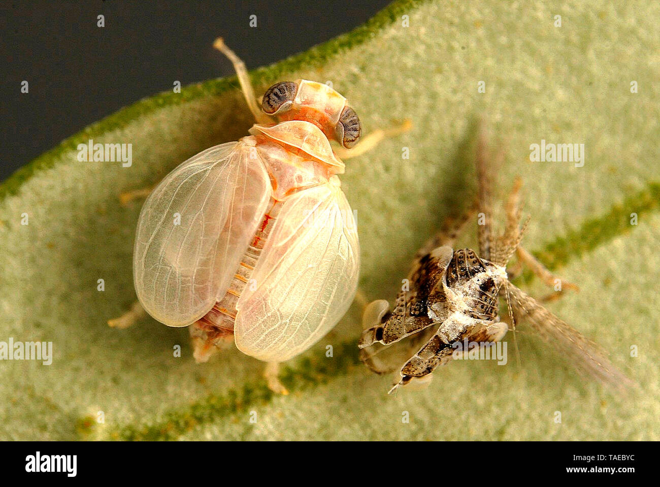 Juvenile of olive psylla (Euphyllura olivina), on olive leaf, just ...
