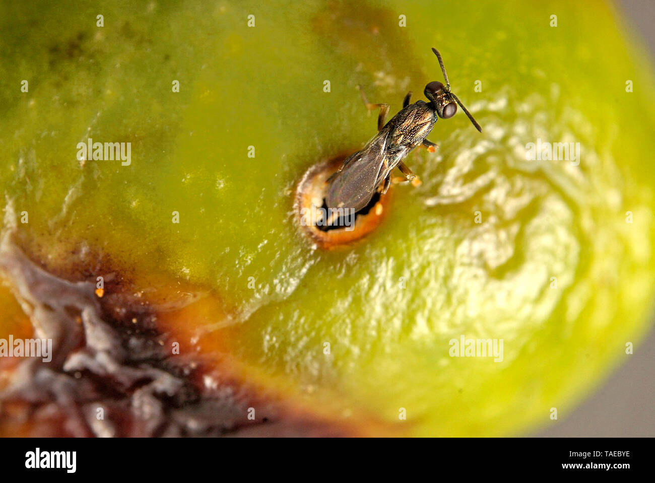 Beautiful demonstration of the biological fight: the parasitoid ...