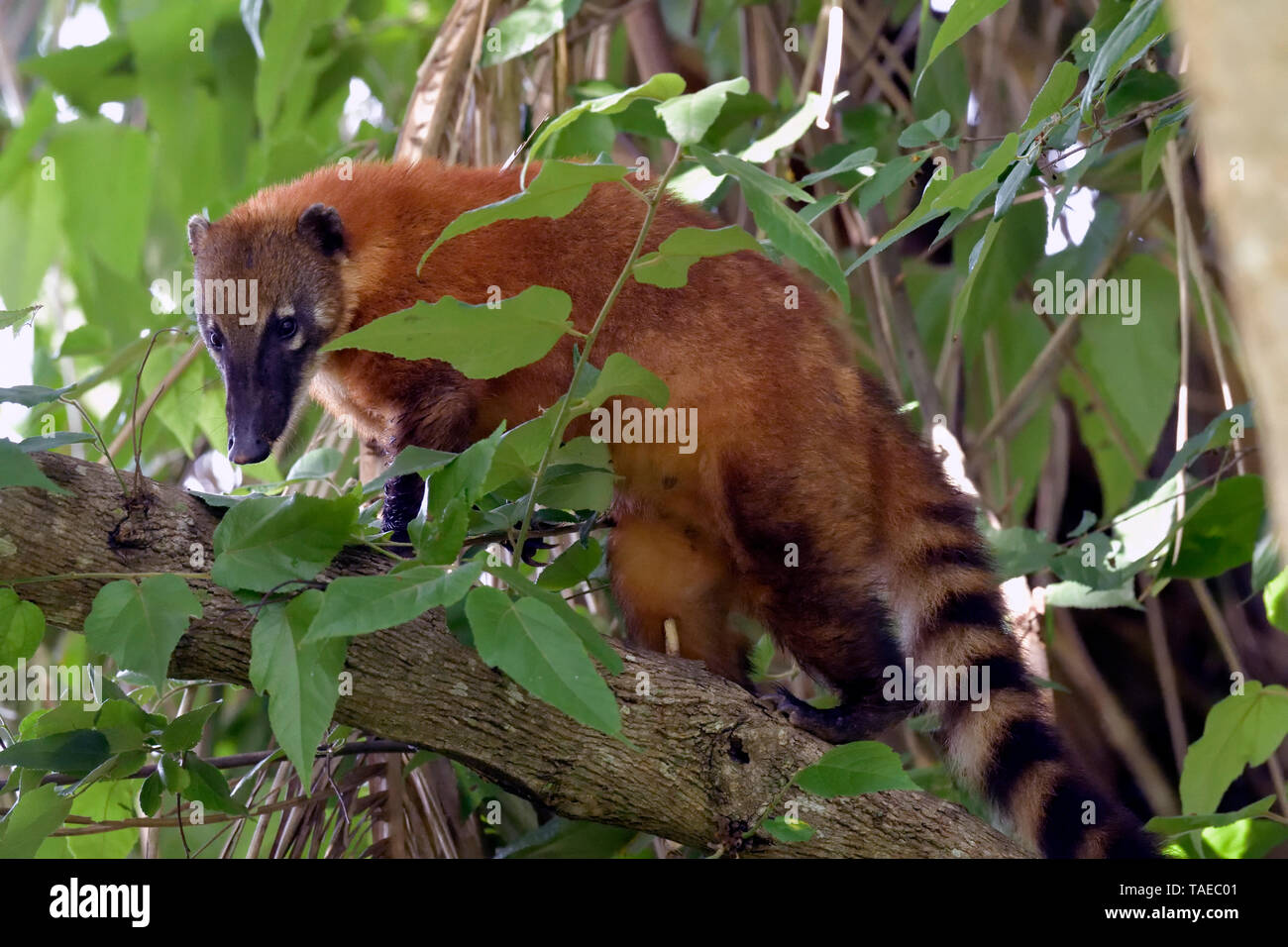 Coati (Nasua nasua) on a branch, Pantanal, Brazil Stock Photo - Alamy