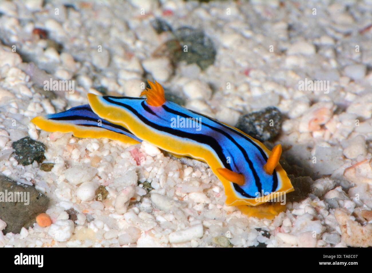 Chromodoris chromodoris elisabethina hi-res stock photography and ...