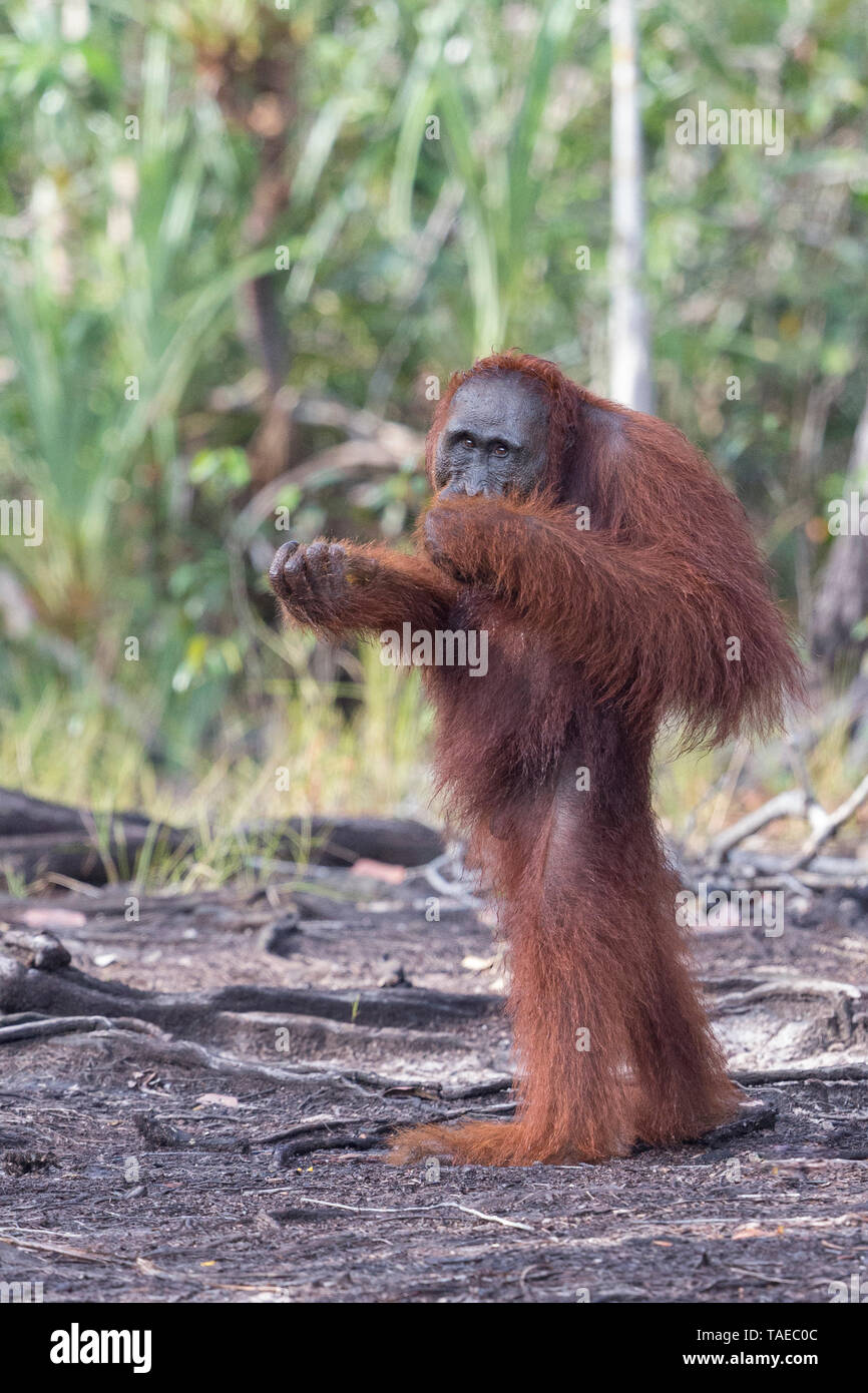 Bornean orangutan standing hi-res stock photography and images - Alamy