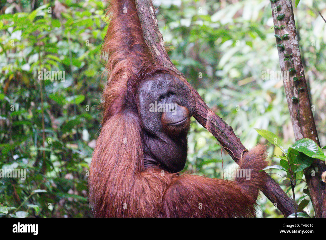 Bornean orangutan (Pongo pygmaeus pygmaeus), adult male, walking on the ...