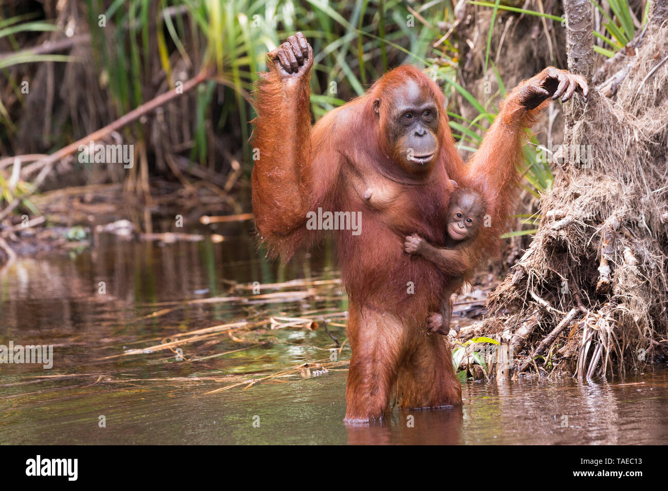 Bornean orangutan (Pongo pygmaeus pygmaeus), Adult female with a baby ...