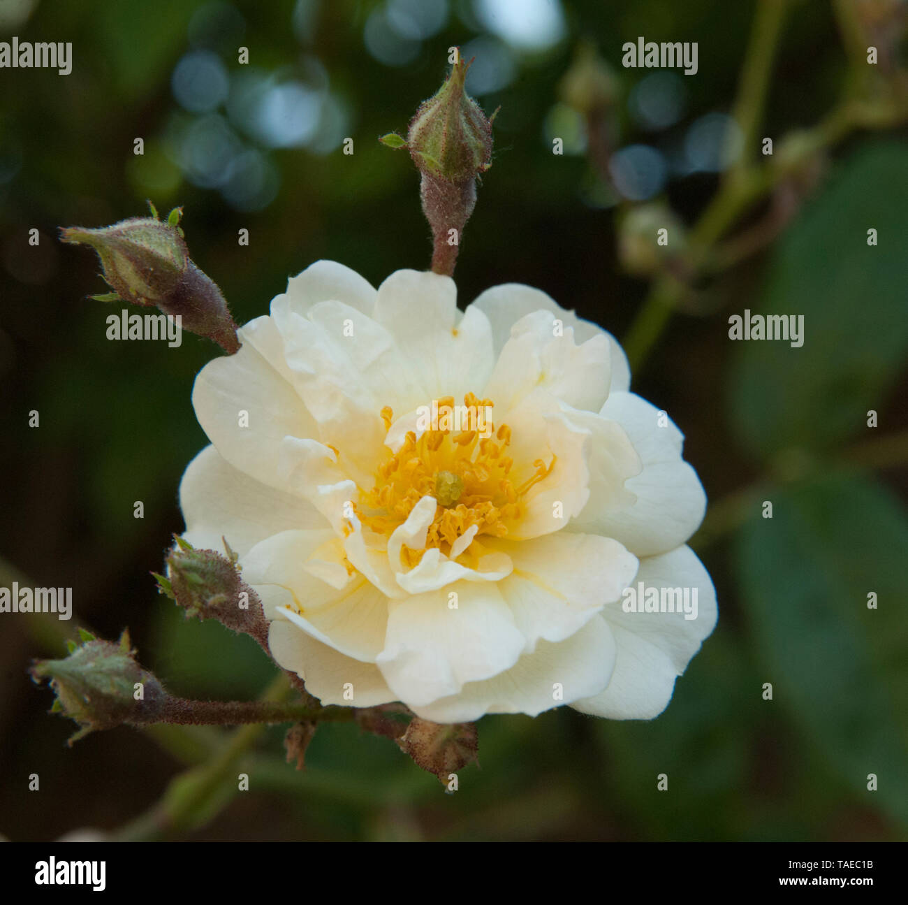 White rose buds hi-res stock photography and images - Alamy