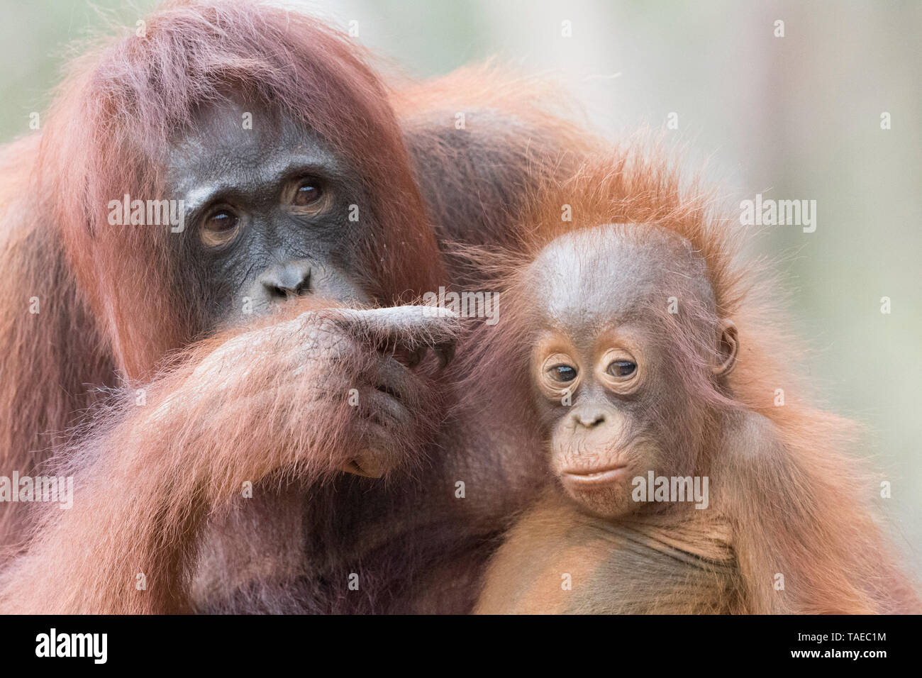 Bornean orangutan (Pongo pygmaeus pygmaeus), Adult female with a baby ...