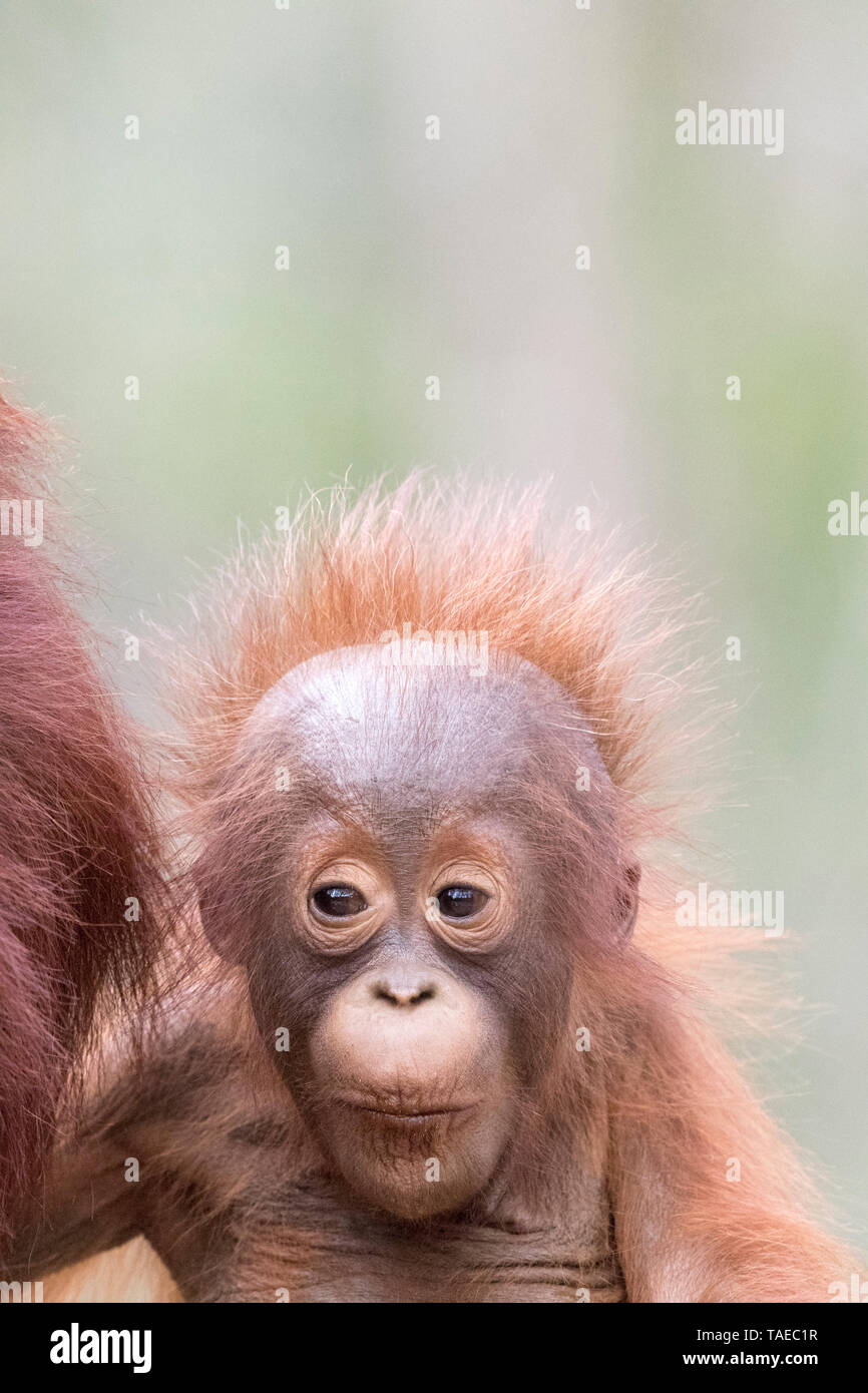 Bornean orangutan (Pongo pygmaeus pygmaeus), Baby, Tanjung Puting ...