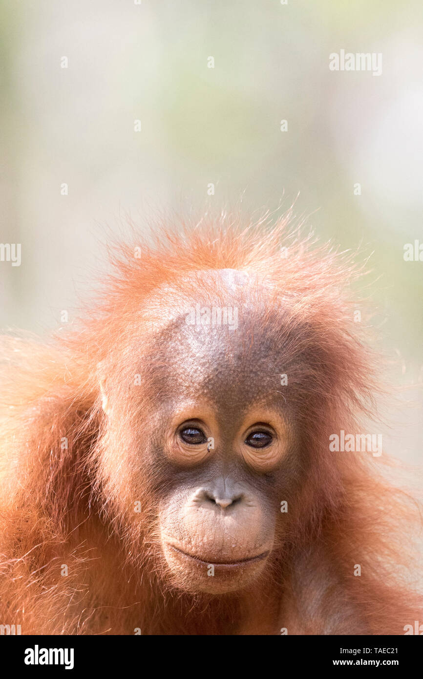 Bornean orangutan (Pongo pygmaeus pygmaeus), Baby, Tanjung Puting ...