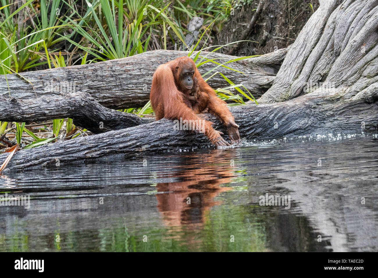 Bornean orangutan (Pongo pygmaeus pygmaeus), Adult female with a baby ...