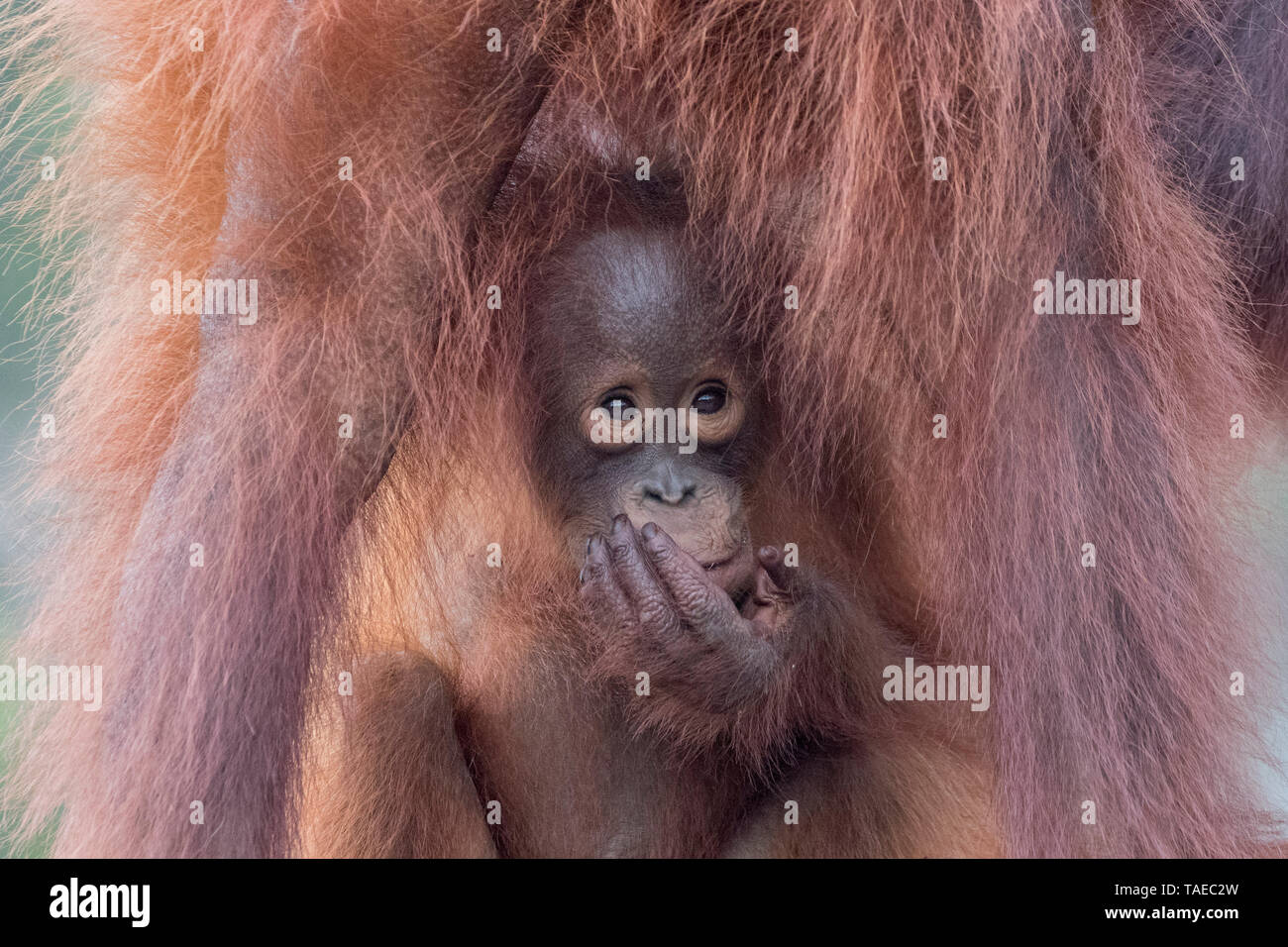 Bornean orangutan (Pongo pygmaeus pygmaeus), Adult female with a baby ...