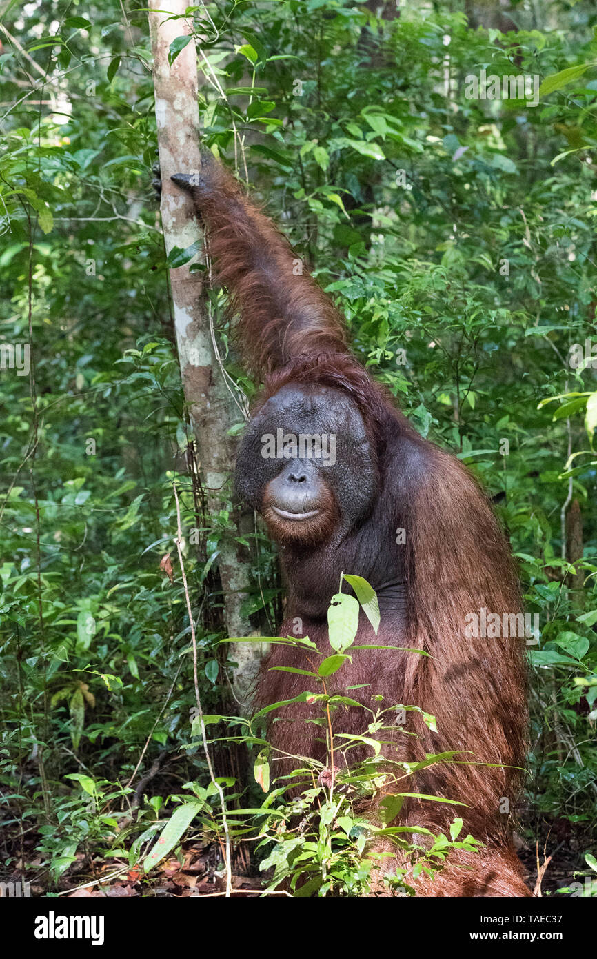 Bornean orangutan (Pongo pygmaeus pygmaeus), adult male, Tanjung Puting ...