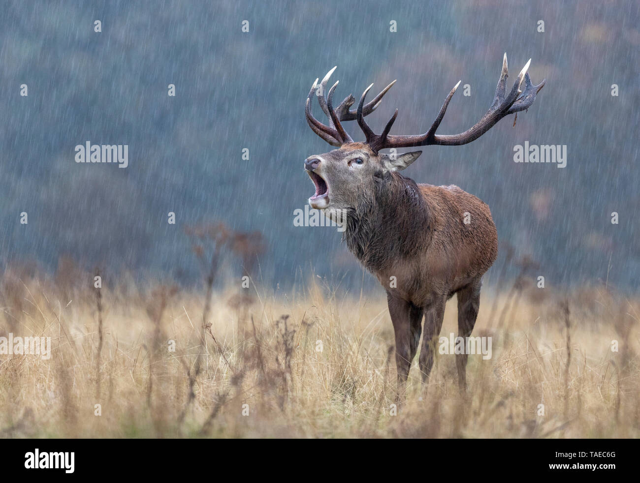 Red deer (Cervus elaphus) stag bellowing in the rain, England Stock ...