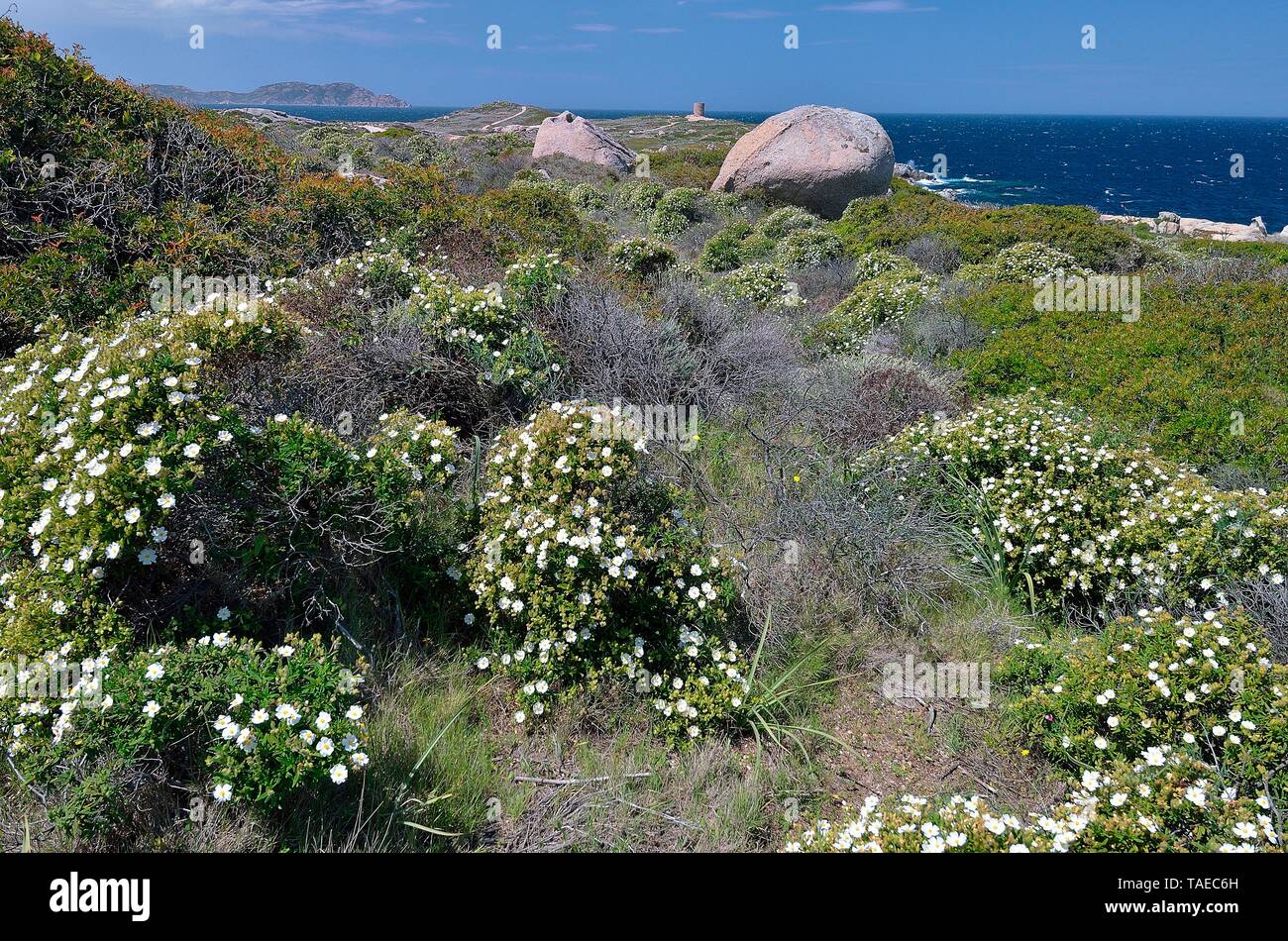 Cistus sp hi-res stock photography and images - Alamy