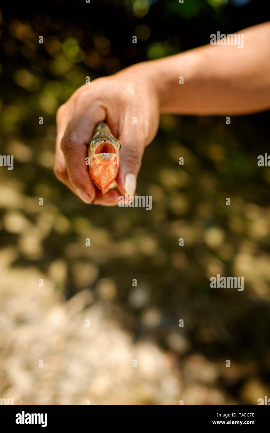 Detail of the piranha sharp teeth, Peruvian Amazon Basin, Loreto ...