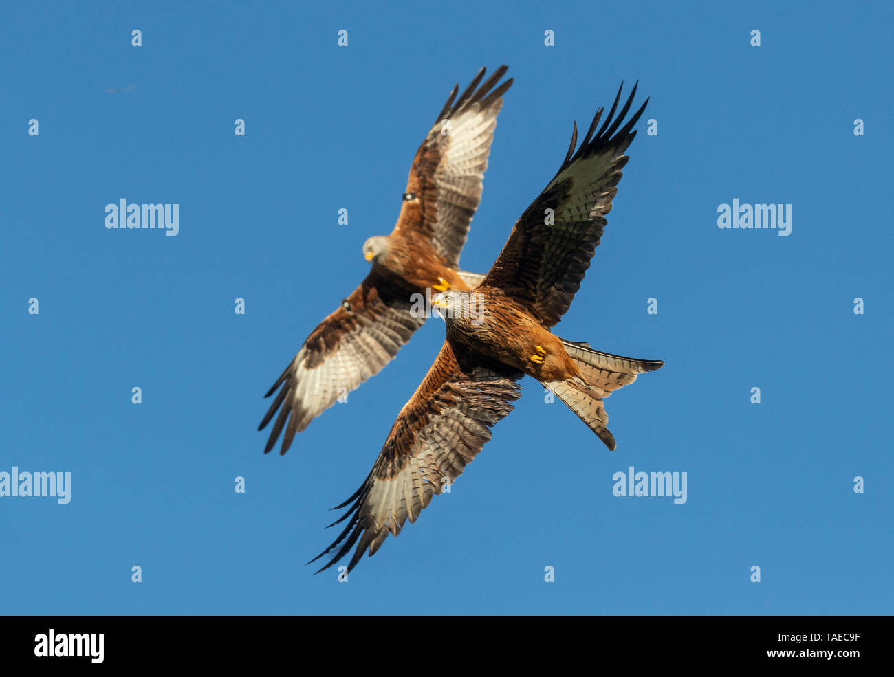 Profile view red kite milvus hi-res stock photography and images - Alamy