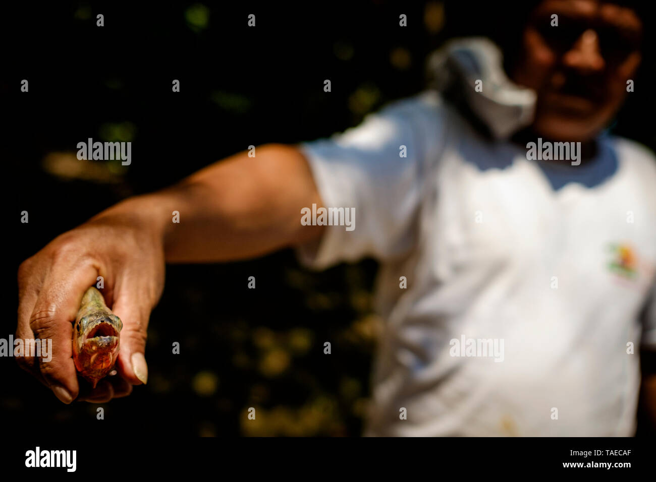 Detail of the piranha sharp teeth, Peruvian Amazon Basin, Loreto ...