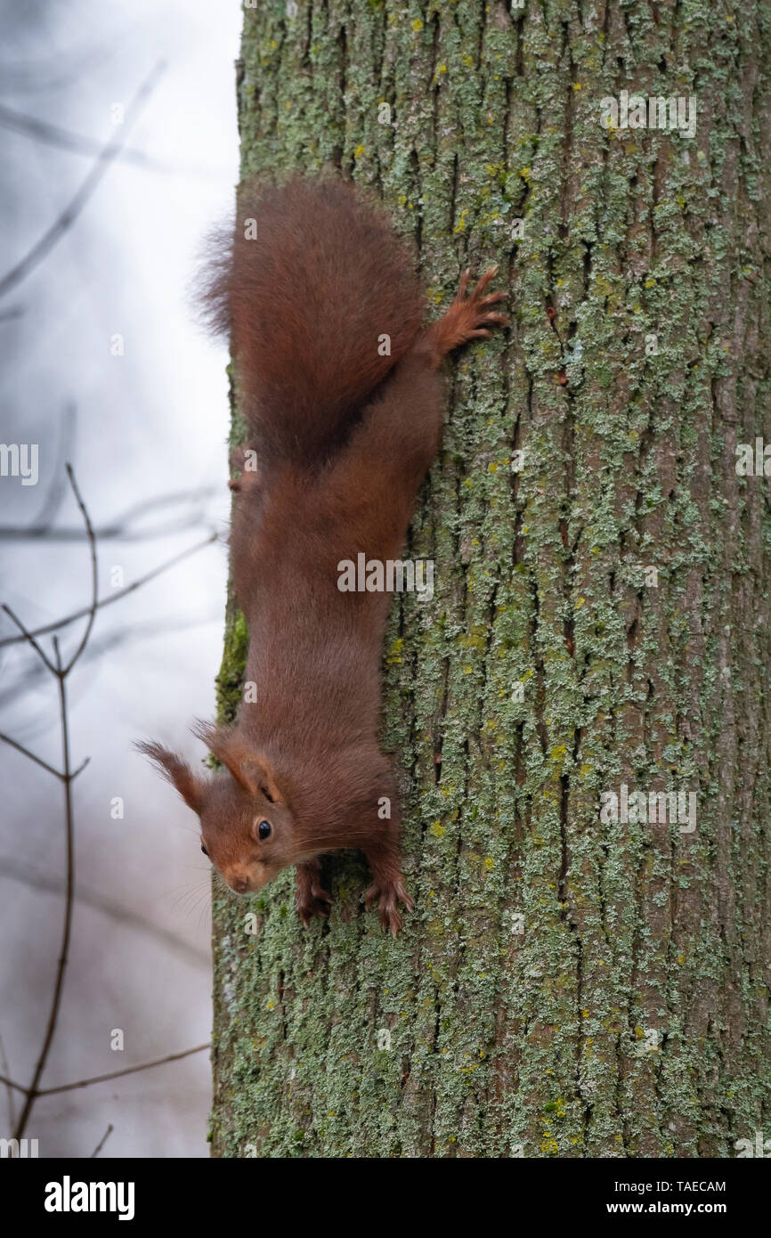 Red squirrel (Sciurus vulgaris) on a trunk, Lorraine, France Stock ...