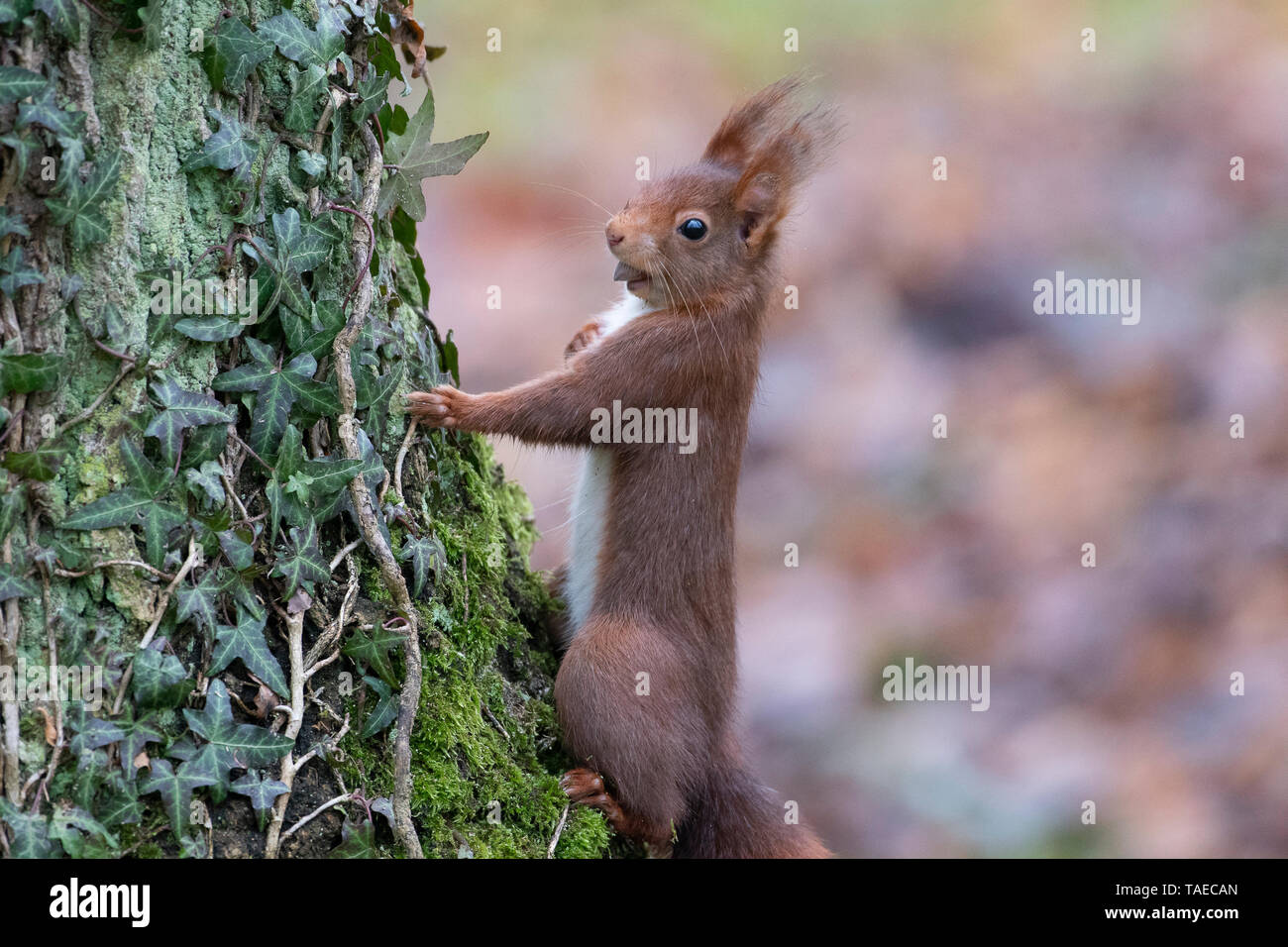 Red squirrel (Sciurus vulgaris) on a trunk, Lorraine, France Stock ...