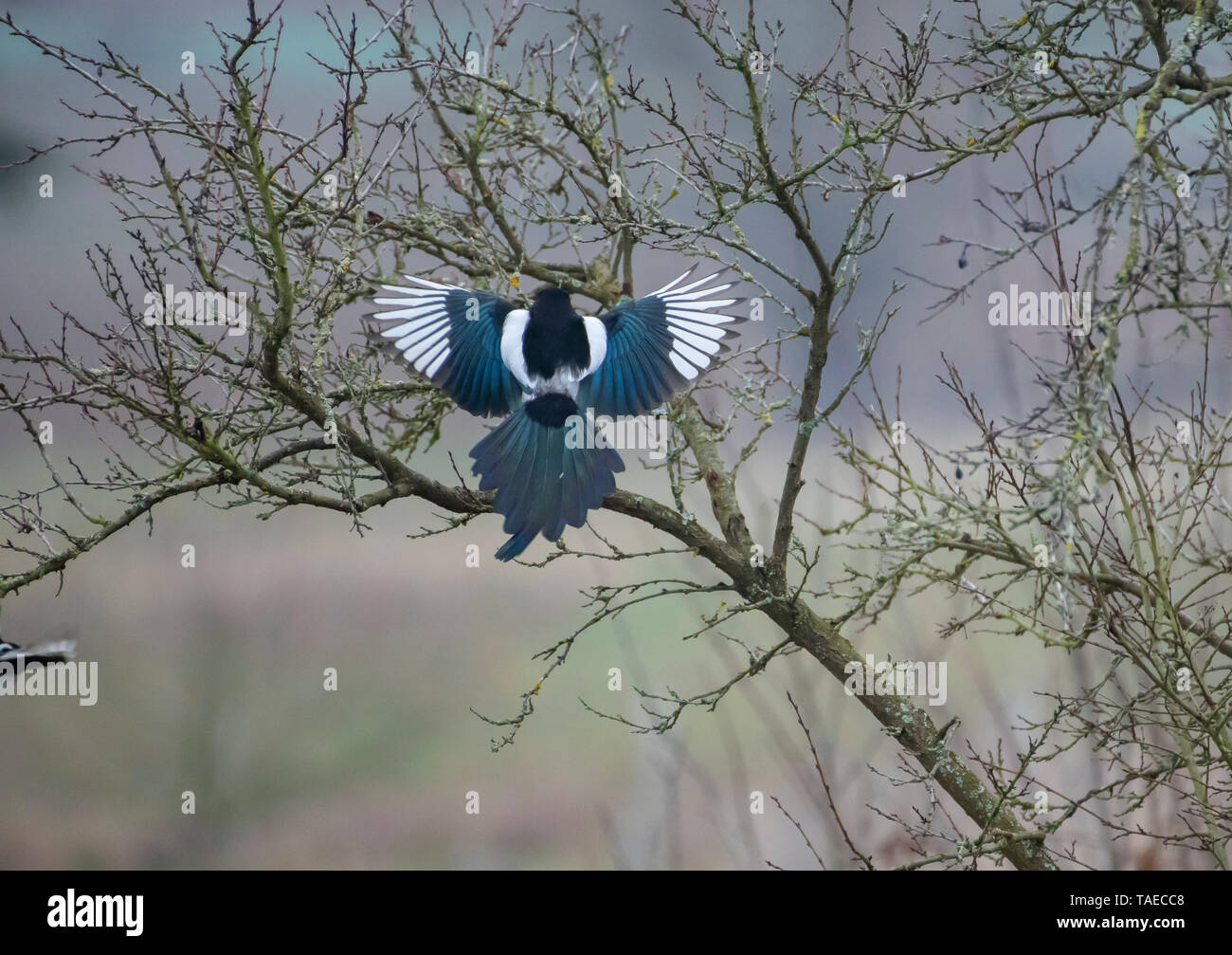 Pica pica autumn hi-res stock photography and images - Alamy