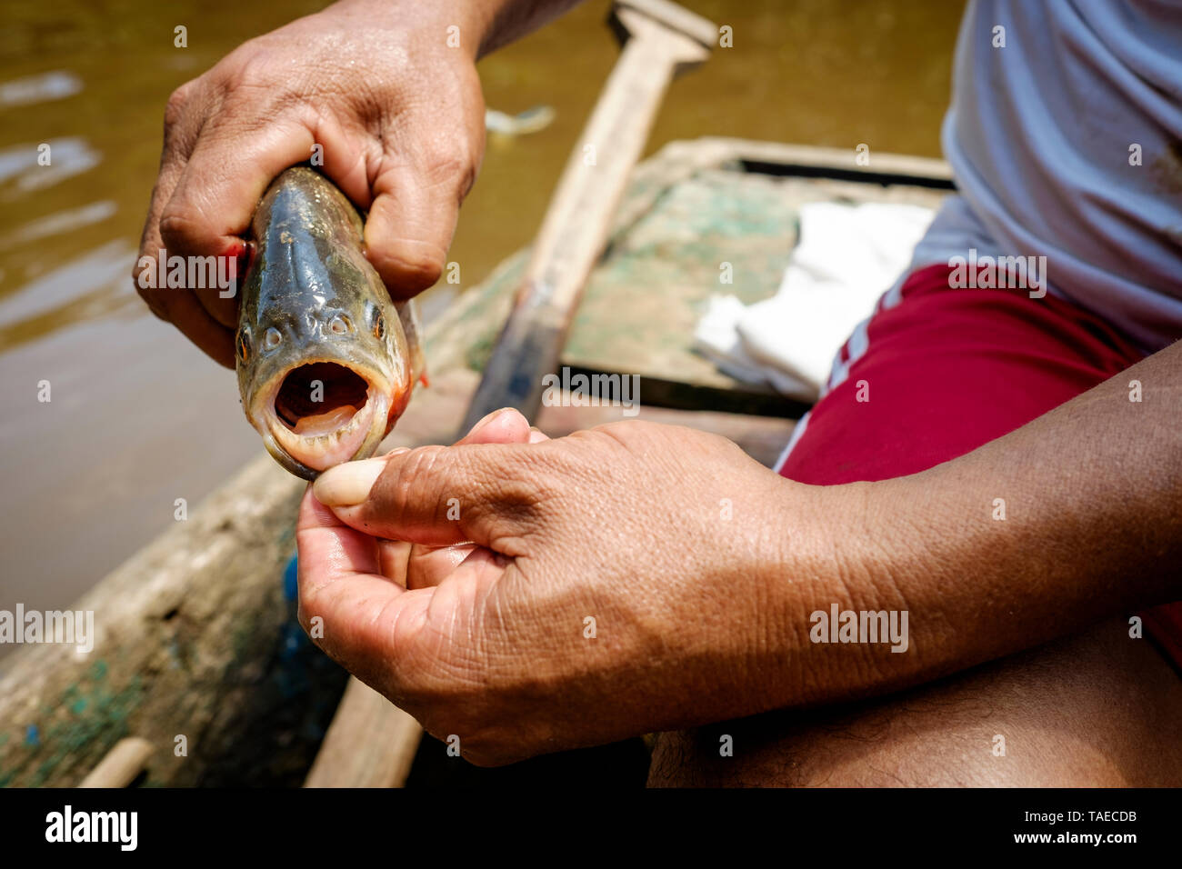 Detail of the piranha sharp teeth, Peruvian Amazon Basin, Loreto ...