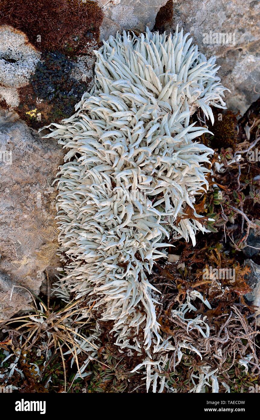 Lichen (Thamnolia vermicularis), Pyrenees, Aragon, Spain Stock Photo ...