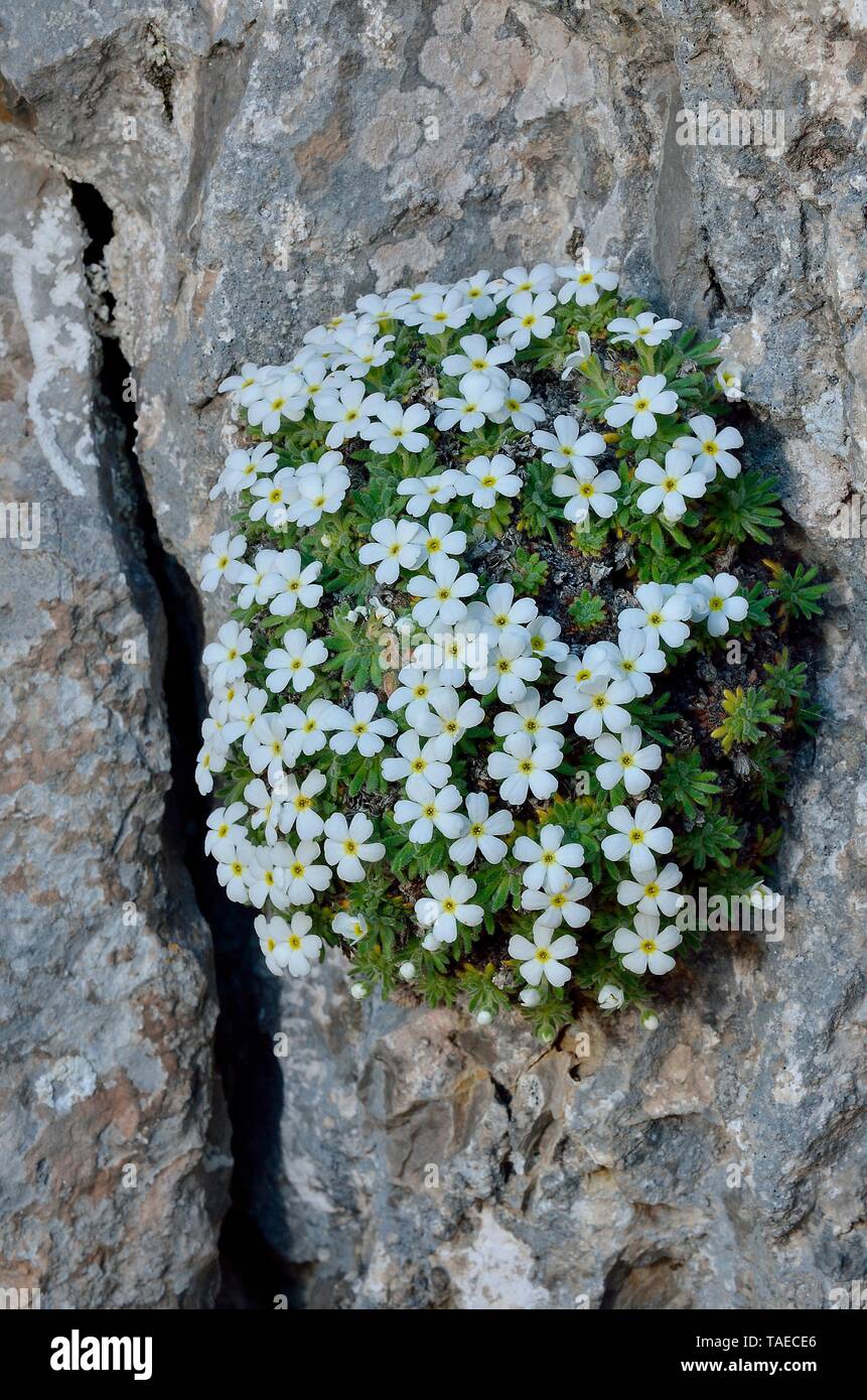 Rock jasmine (Androsace cylindrica) on rock, Pyrenees, France Stock ...
