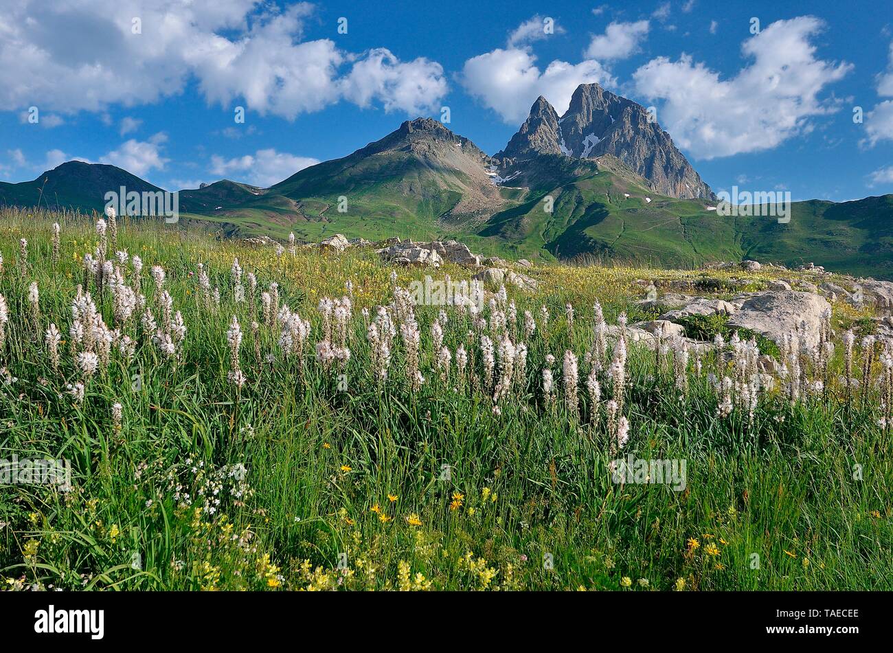 Field of Asphodeles (Asphodelus sp) facing the Pic du Midi d'Ossau ...