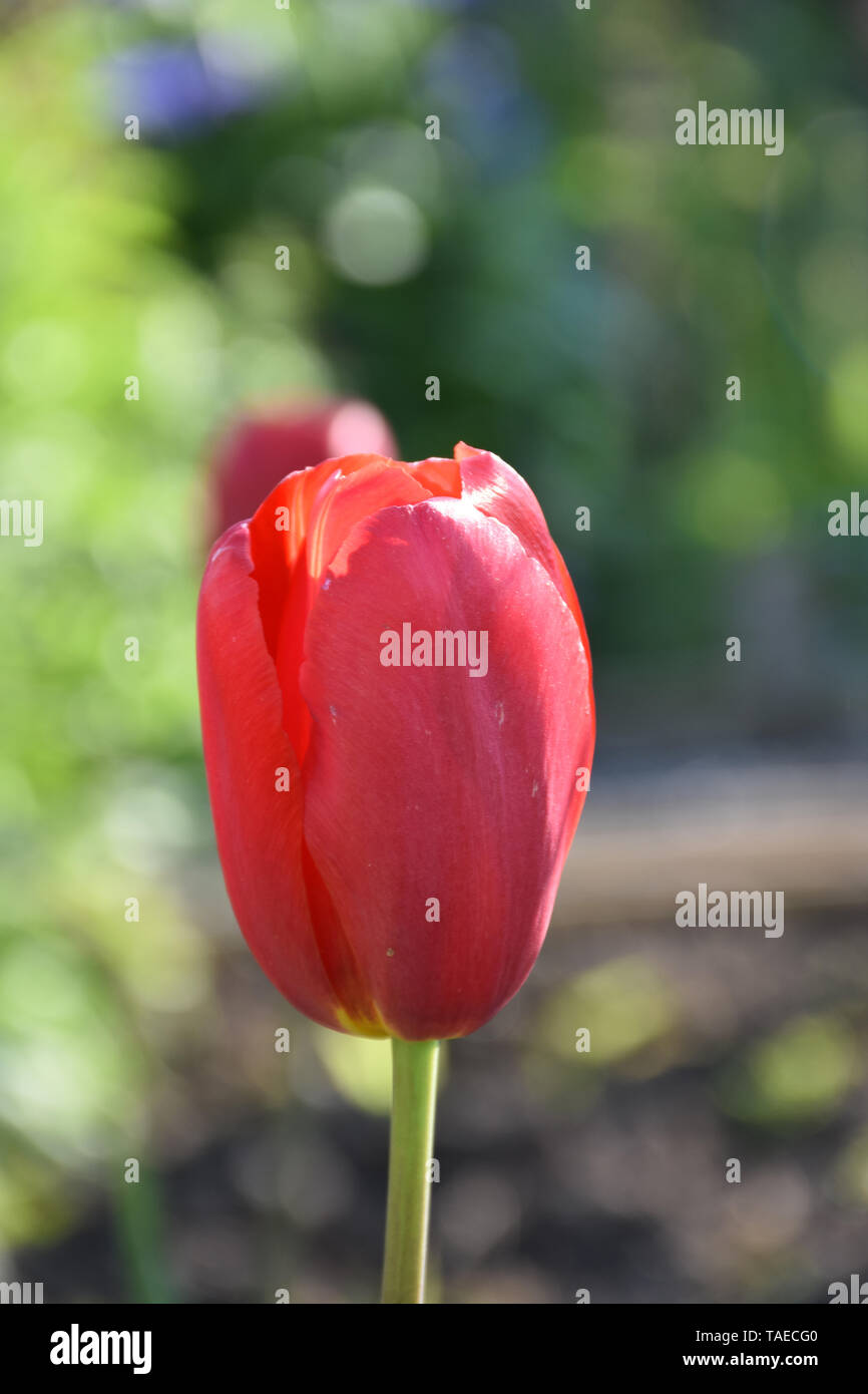 Profile of a tulip hi-res stock photography and images - Alamy