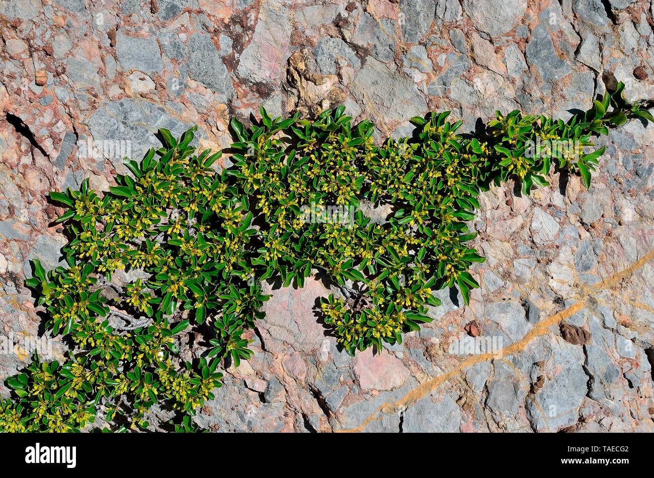 Rhamnus sp hi-res stock photography and images - Alamy