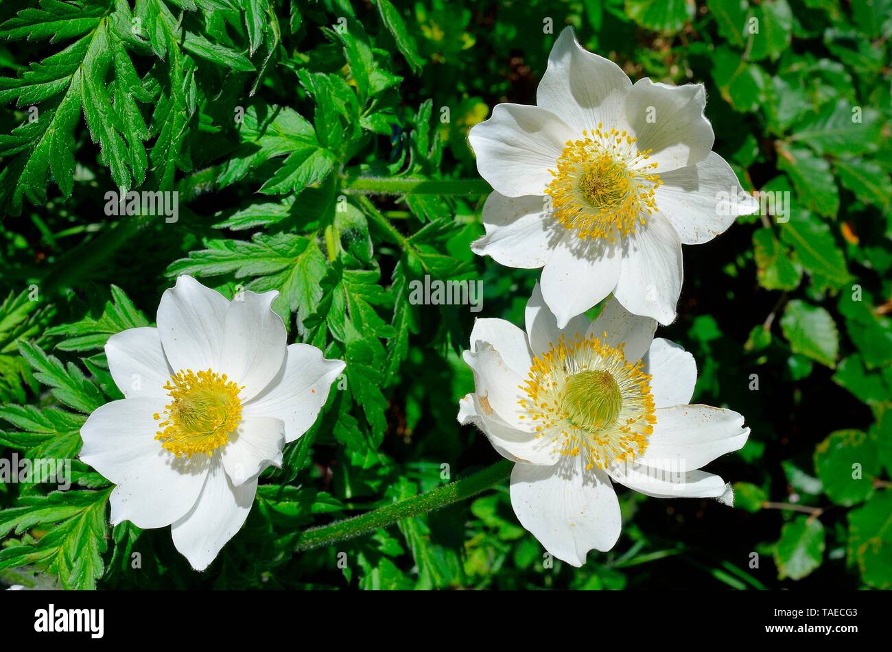 Alpine Anemone (Pulsatilla alpina) in bloom, Pyrenees, France Stock ...