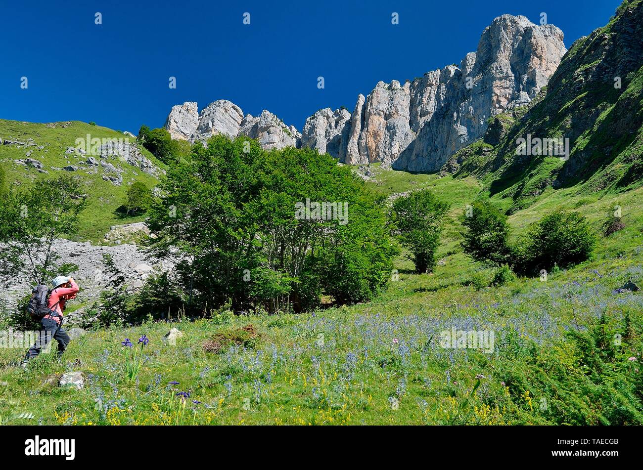 Observation of the Pyrenean chamois (Rupicapra pyrenaica) under the ...