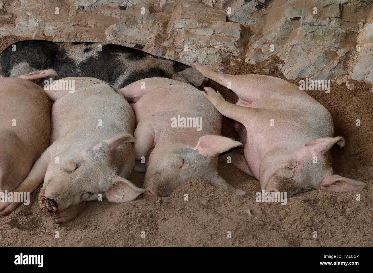 Pigs taking a nap inside the Harpea cave, Basque Country, Pyrenees ...