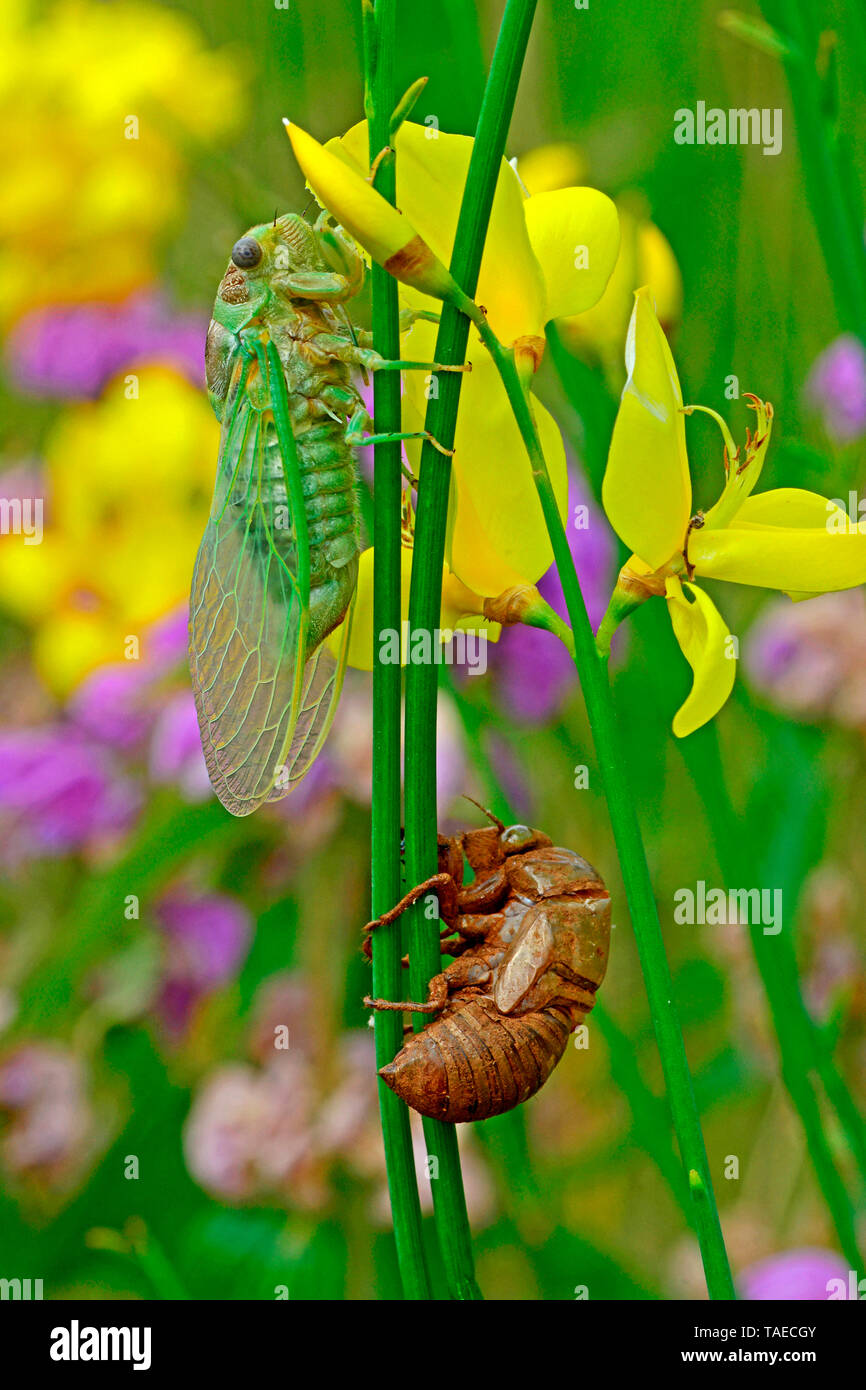Common Cicada (Lyristes plebejus) on Broom in summer, Orb Valley ...
